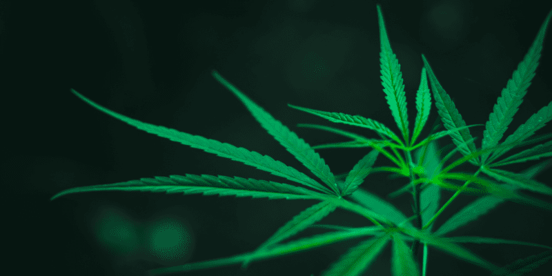 The History of Cannabis: A Journey Through Time | Bulk Cannabis