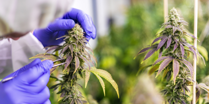 Understanding Cannabis Potency: Essential Information Explained | Bulk ...