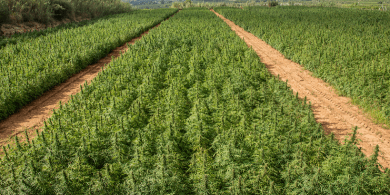 Landrace Strains: Understanding the Roots of Cannabis Genetics | Bulk ...