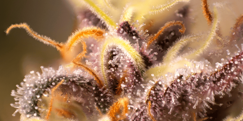 The Entourage Effect: Synergy of Terpenes and Cannabinoids Explained ...