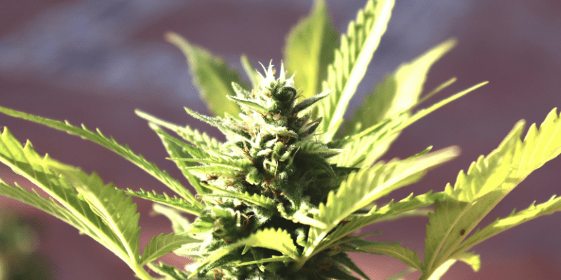 Discover the Benefits of LSO Weed: Living Soil Organic Online | Bulk ...