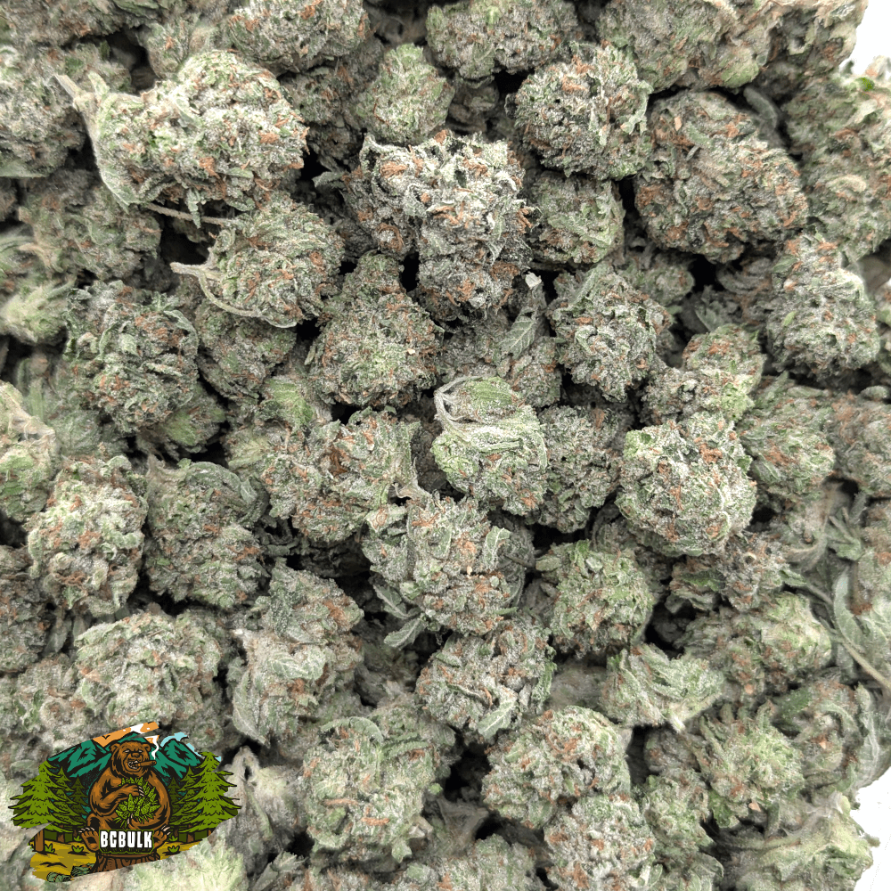 Gas Mask Smalls (BULK) | Bulk Cannabis